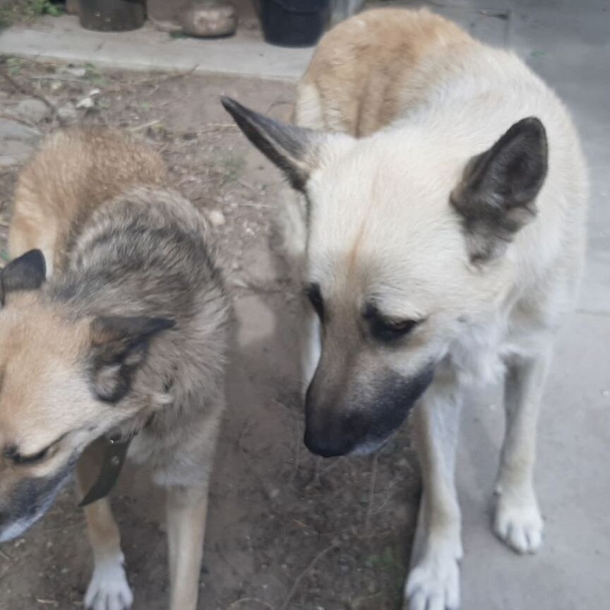 Друг человека