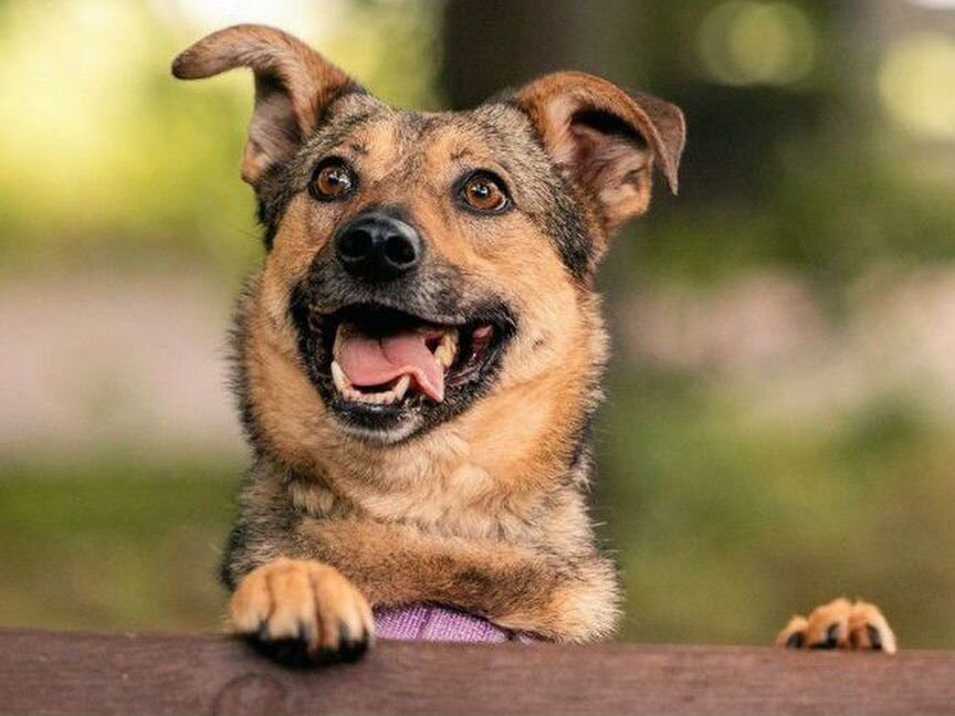 Собака в добрые руки Москва