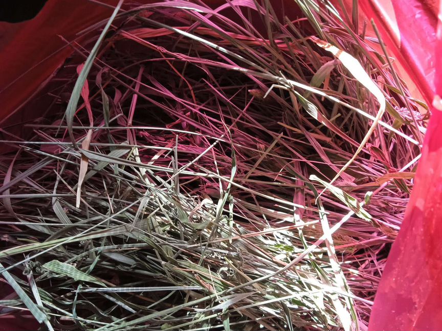 Сено для хомячков