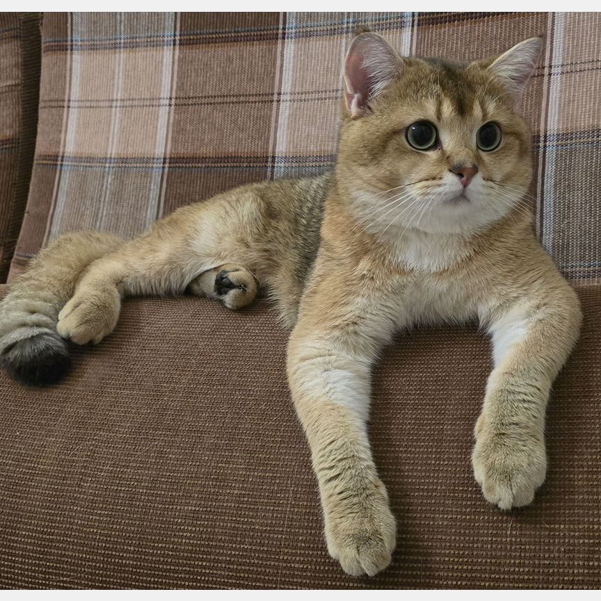 Британский кот вязка