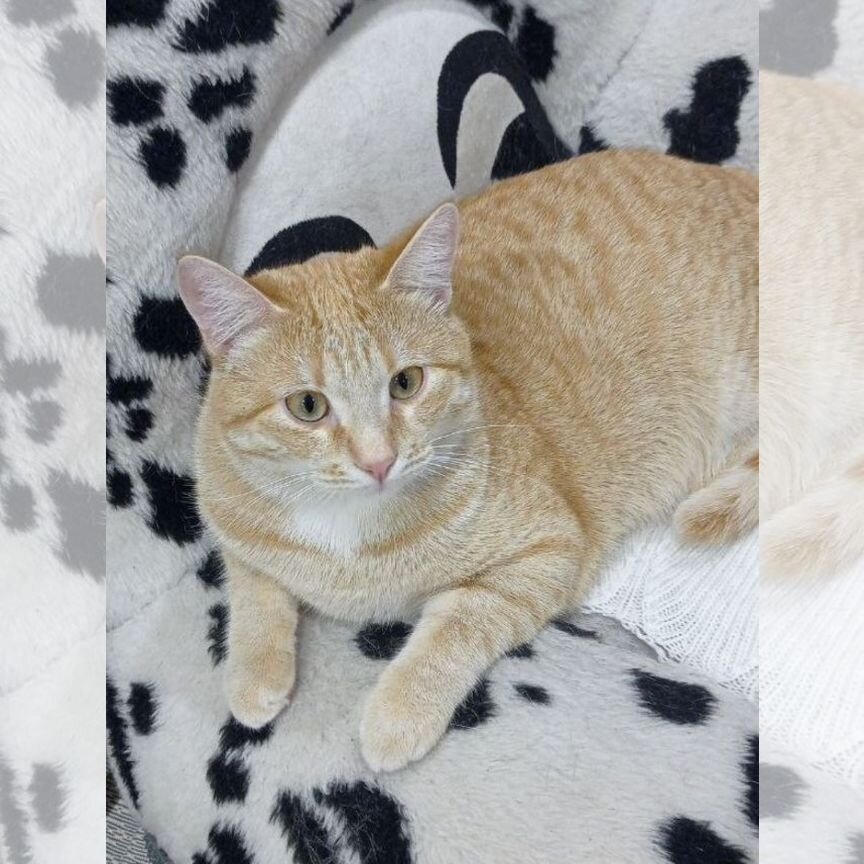 Взрослый кот в добрые руки