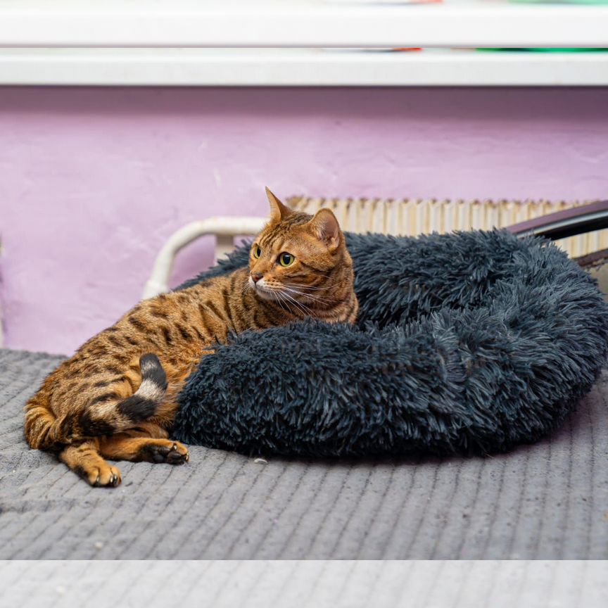 Бенгальская