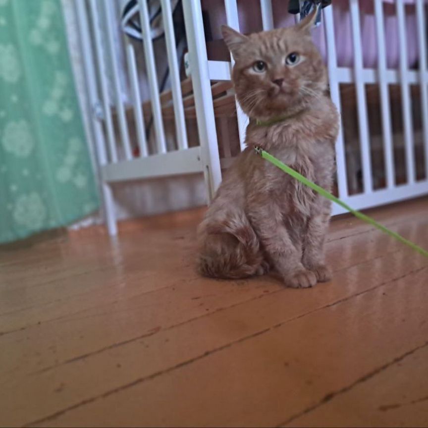Котик в самые хорошие руки