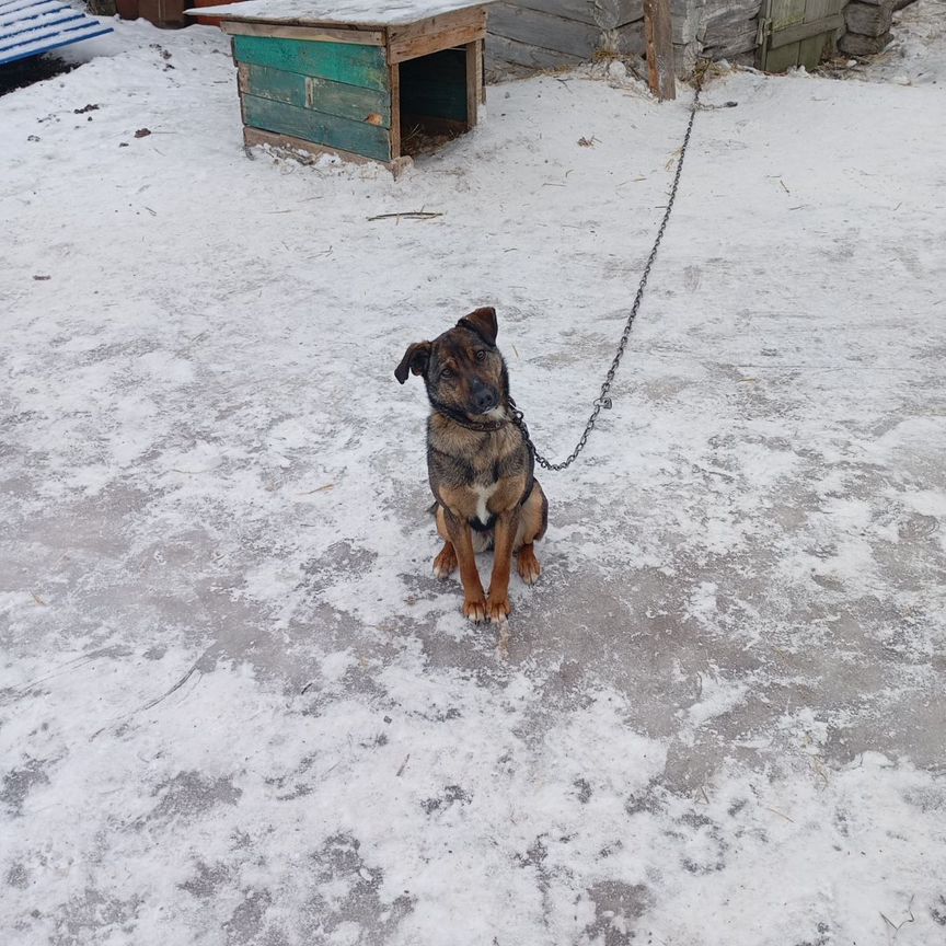 Собачка во двор