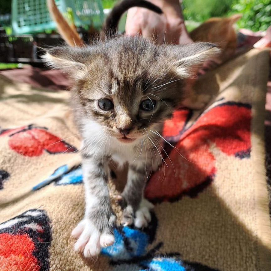 Котята в добрые руки