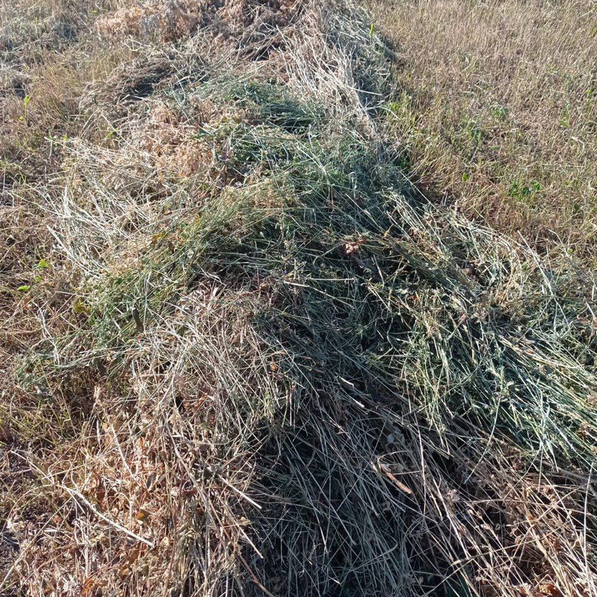 Сено люцерны в тюках