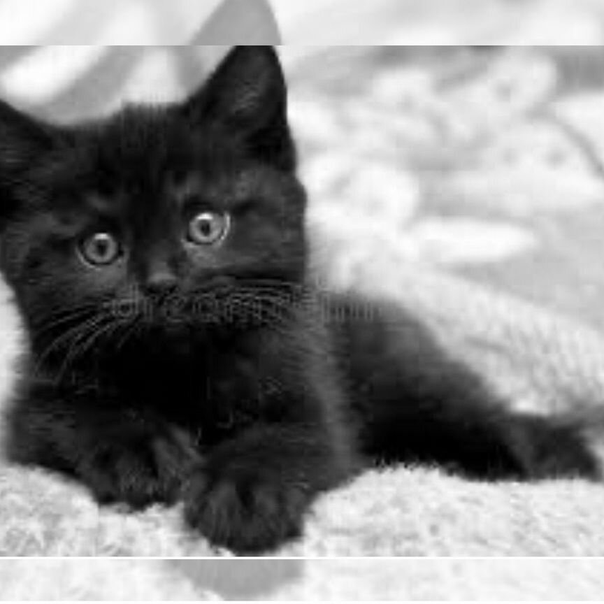 Отдам котенка в добрые руки