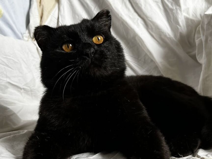 Котик Балу ищет семью