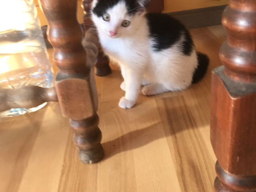 Котёнок в "добрые руки"