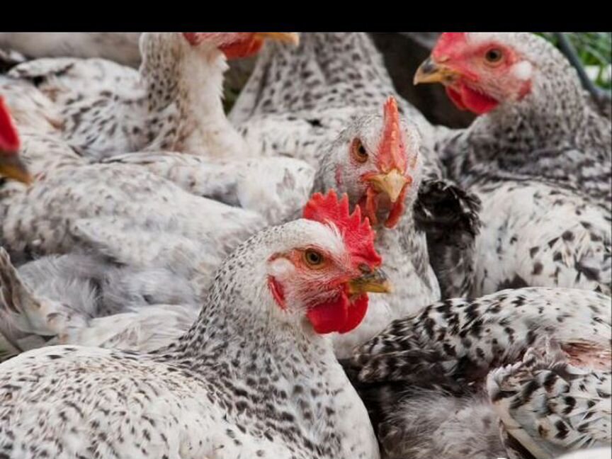 Молодые петушки