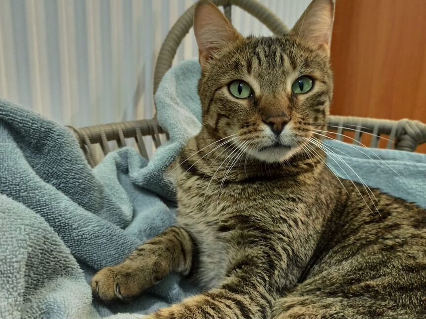 Кот