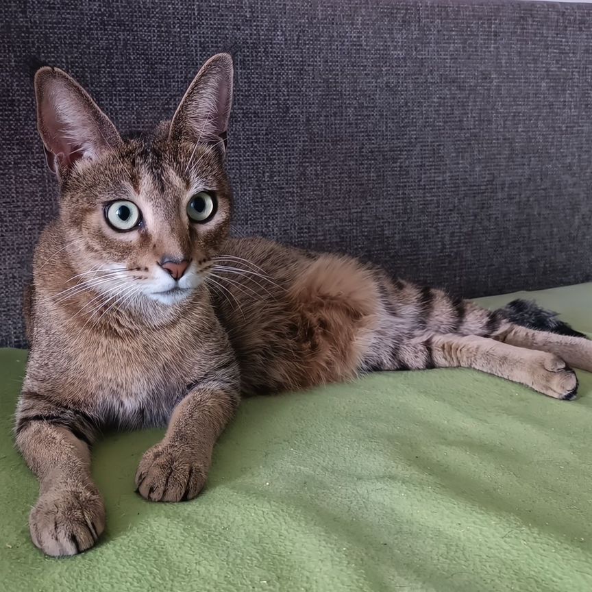 Каракет котёнок