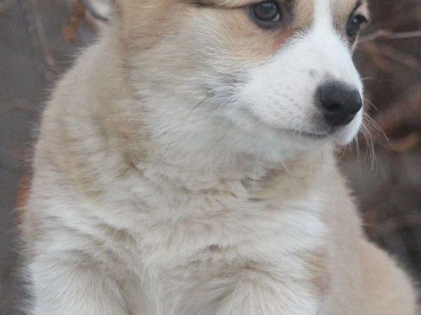 Вельш корги Пемброк