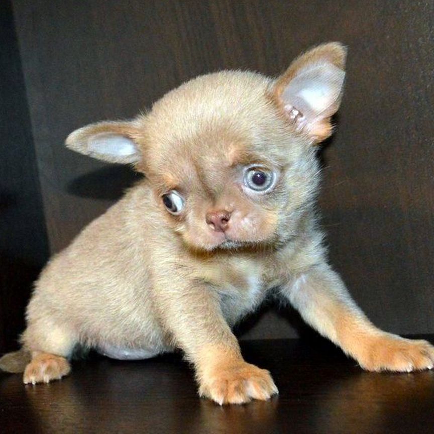 Чихуахуа, щенок