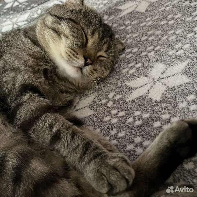 Шатланский вислоухий кот