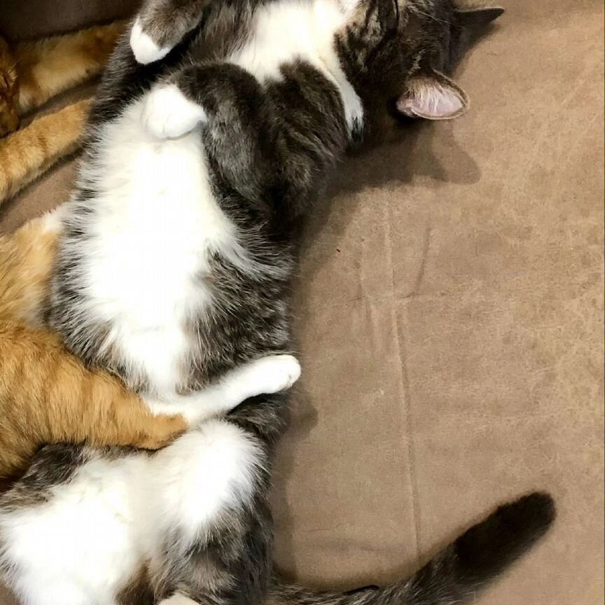 Отдам кота в добрые руки свой дом