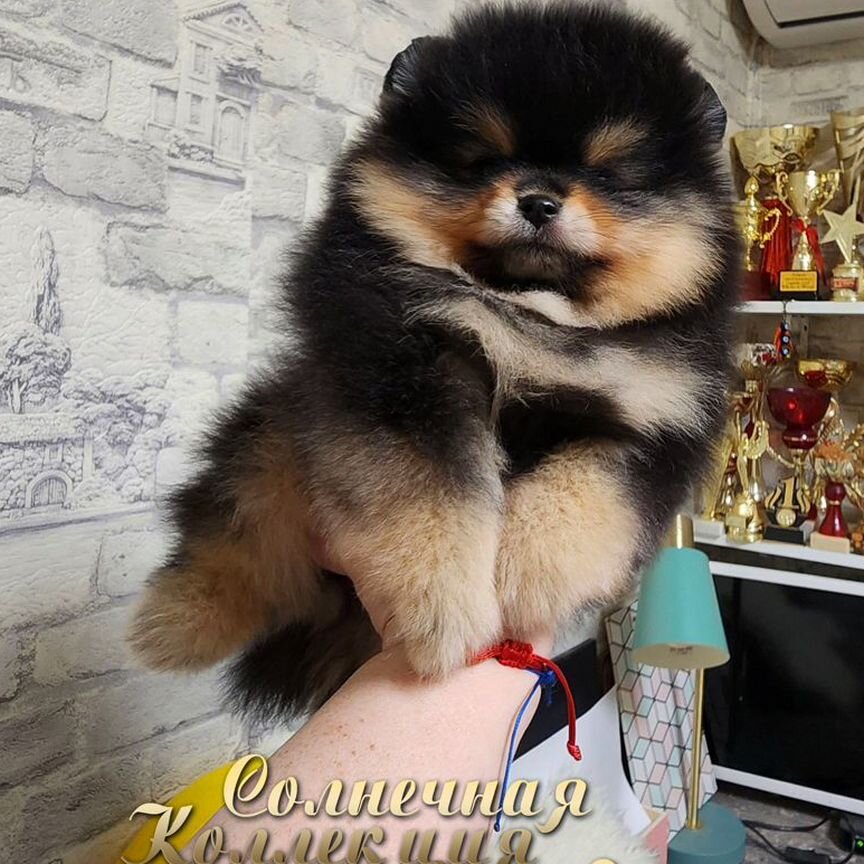 Померанский шпиц, щенок