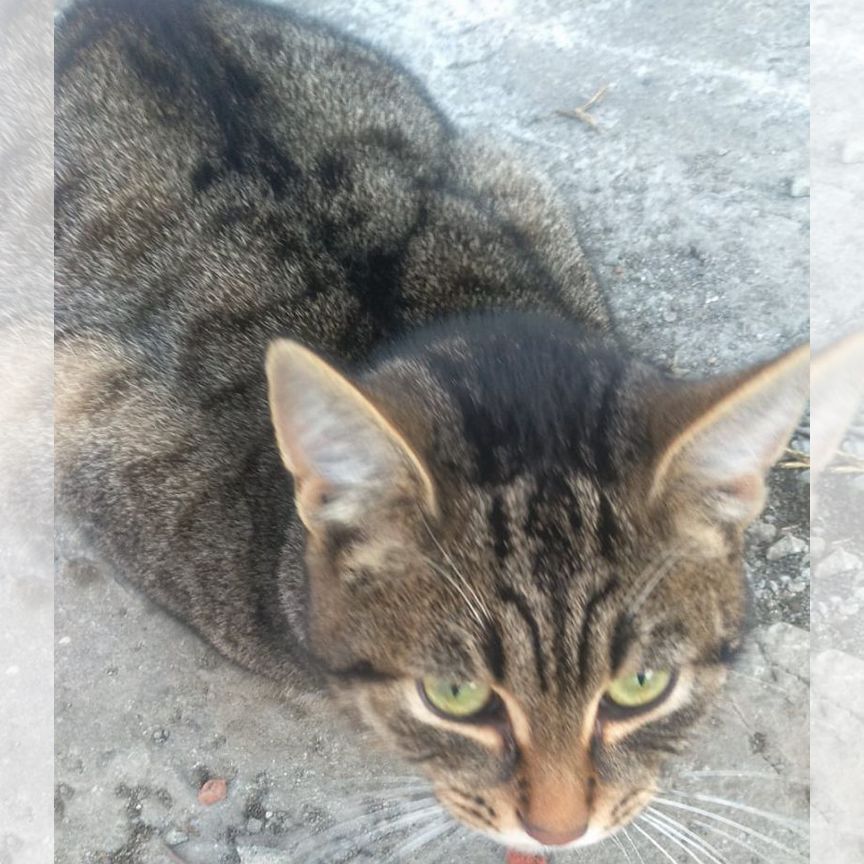 Котик,очень ласковый,6 мес