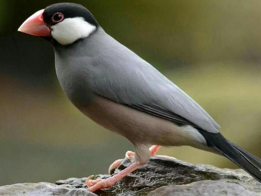 Амадина Рисовая