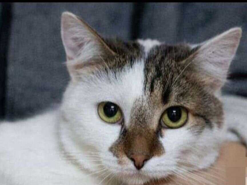 Ищем любящую семью для молодого кота Итана