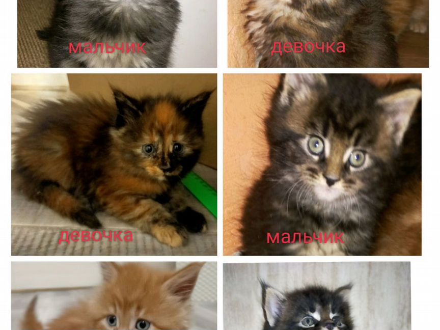 Котята мейн-кун