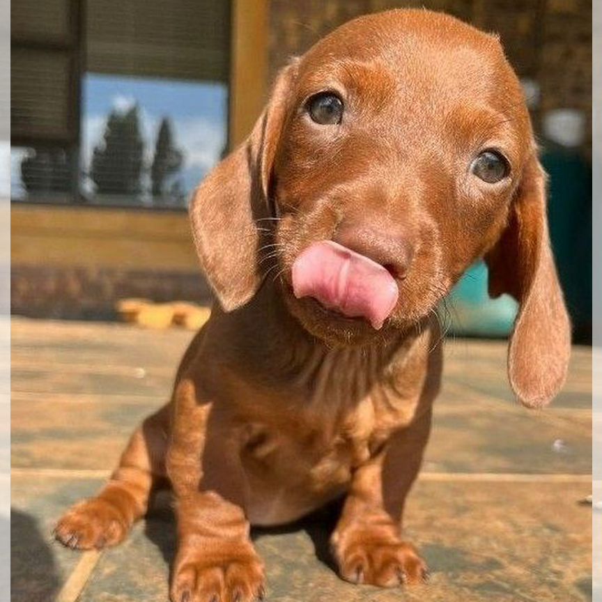 Такса, щенок