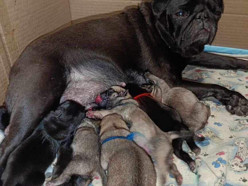 Щенки мопса