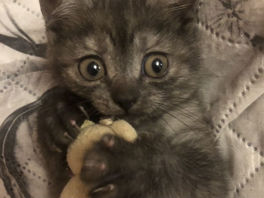 Котёнок мальчик ищет самых лучших и добрых хозяев