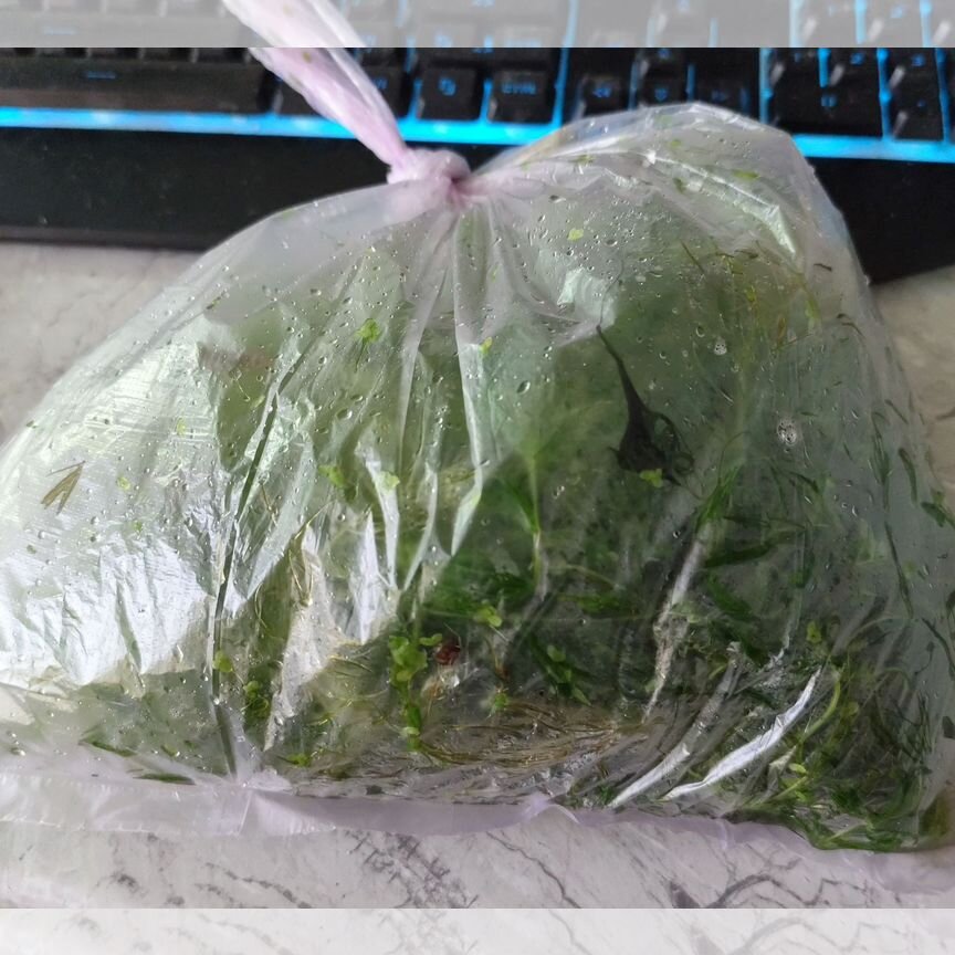 Отдам роголистник и пистию