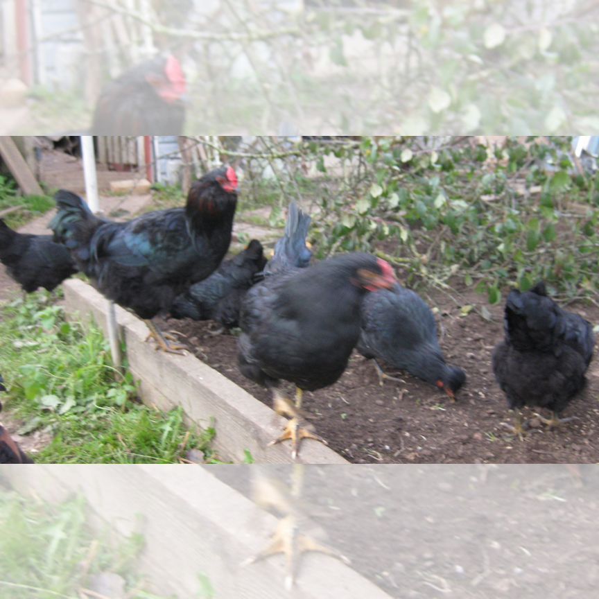 Молодые петухи