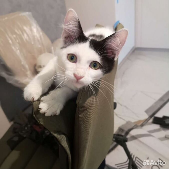 Котенок ищет дом, котика подбросили