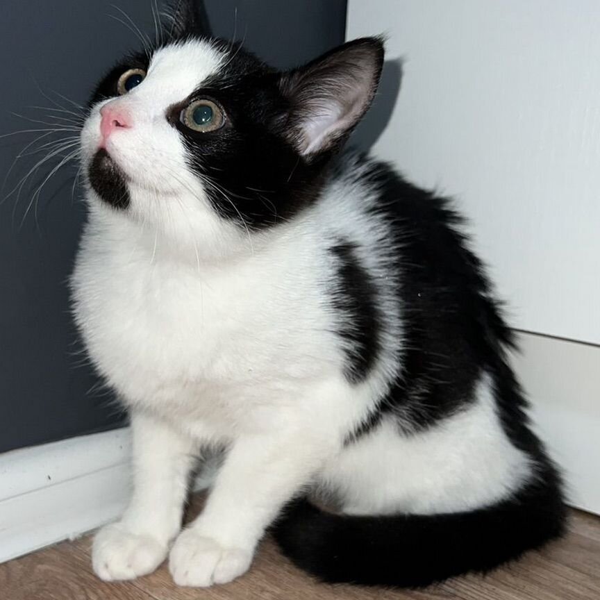 Котёнок в добрые руки