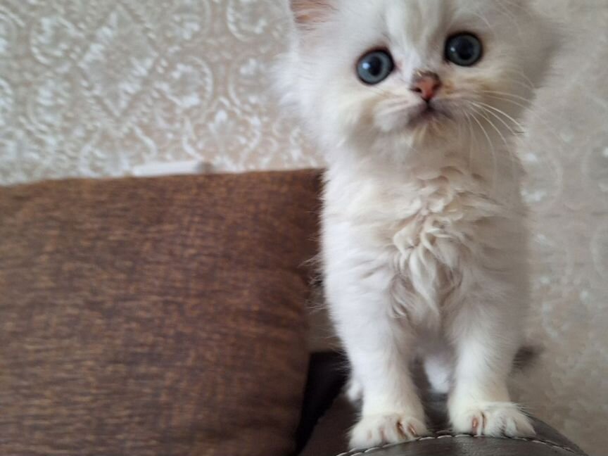 Британский котёнок шиншилла