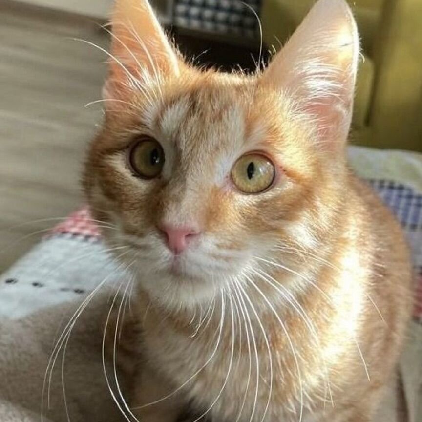 SOS котенок Счастье ищет дом