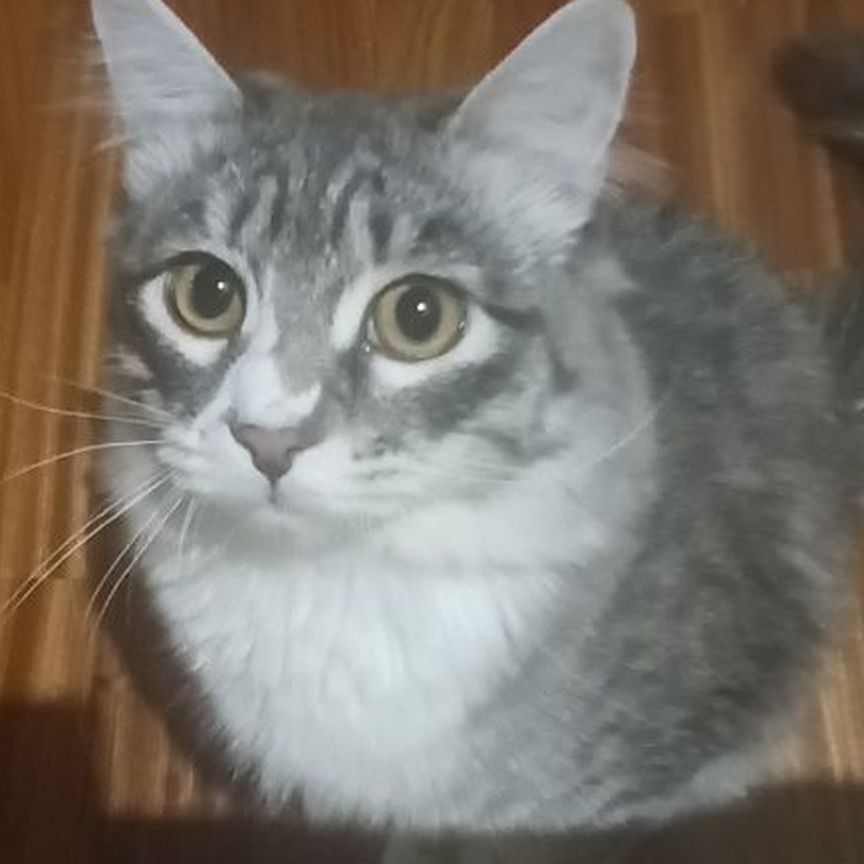 Беспородные кот