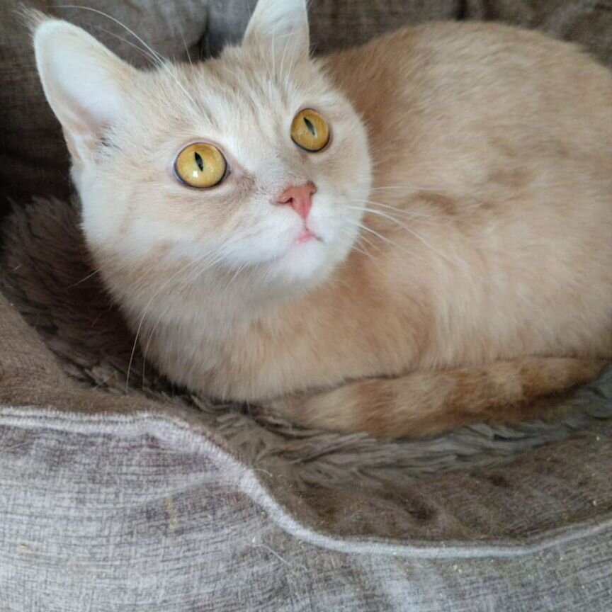 Кот 5 лет