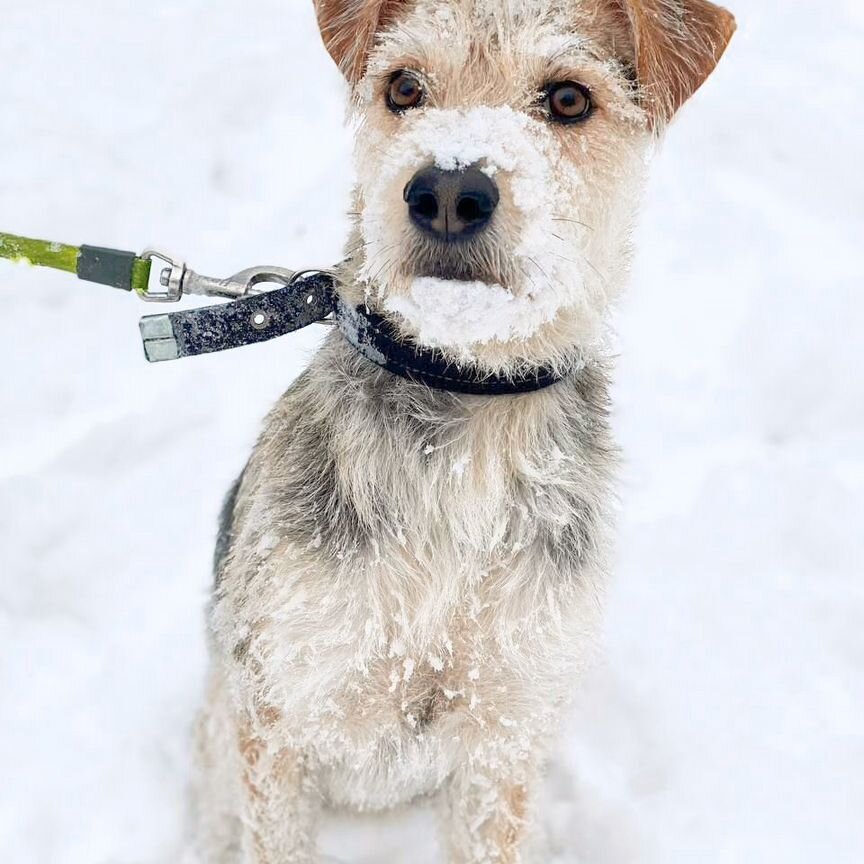Средняя собака в добрые руки бесплатно