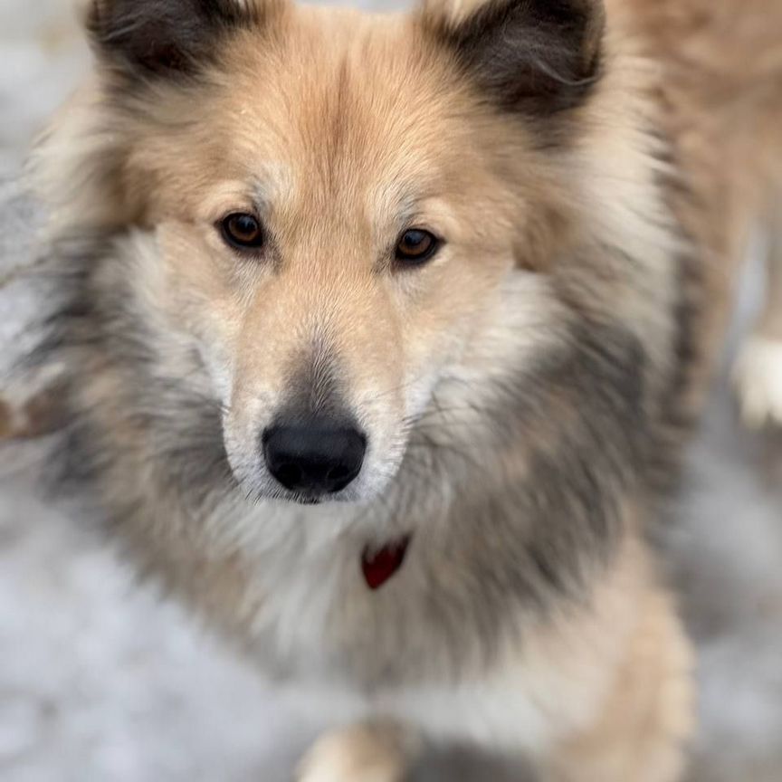 Собака в добрые руки