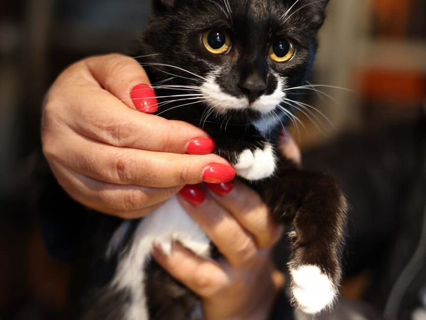 Кошка в добрые руки бесплатно