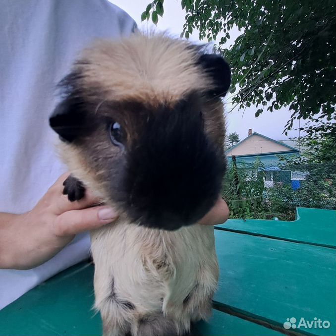 Продаю млрскую свинку друга