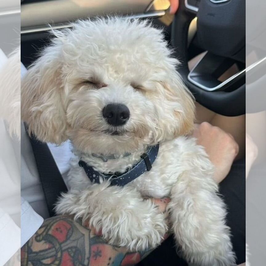 Мальтипу, взрослый пёс