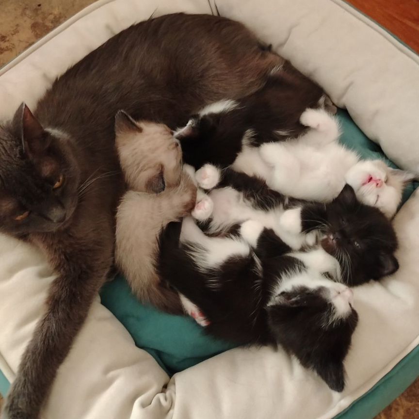 Котёнок в добрые руки