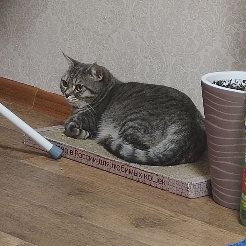 Отдадим стерилизованнау кошку