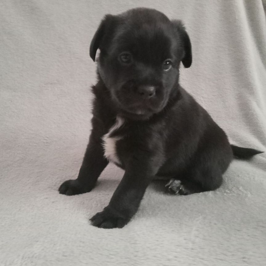 Отдам в добрые руки