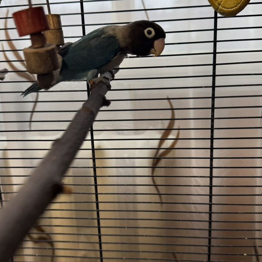 Попугай неразлучники