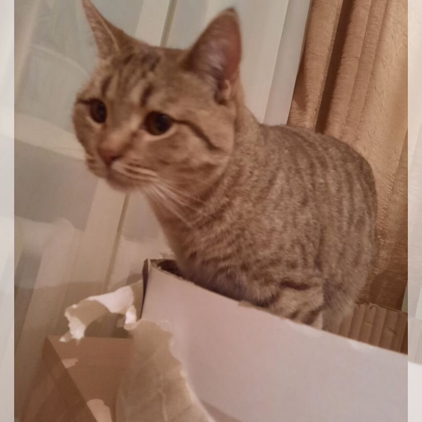 Котёнок в добрые руки