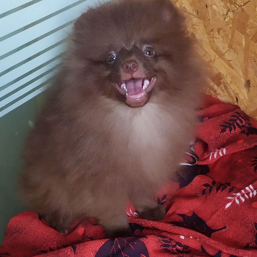 Шоколадные померанцы