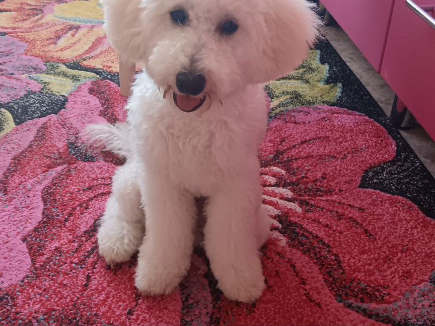 Щенок пудель мальчик 5 месяцев