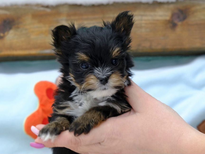 Йоркширский цветной терьер предлагаются щенки