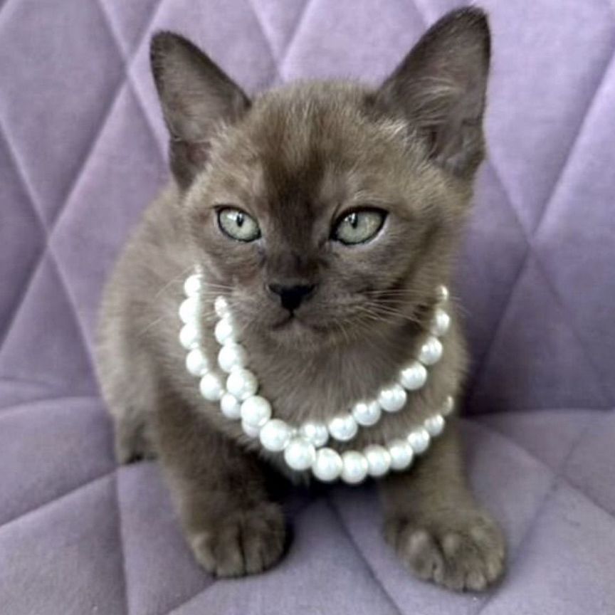 Европейский бурманский котёнок